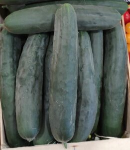 Concombre noa - 1 pièce - Cultures Paysannes